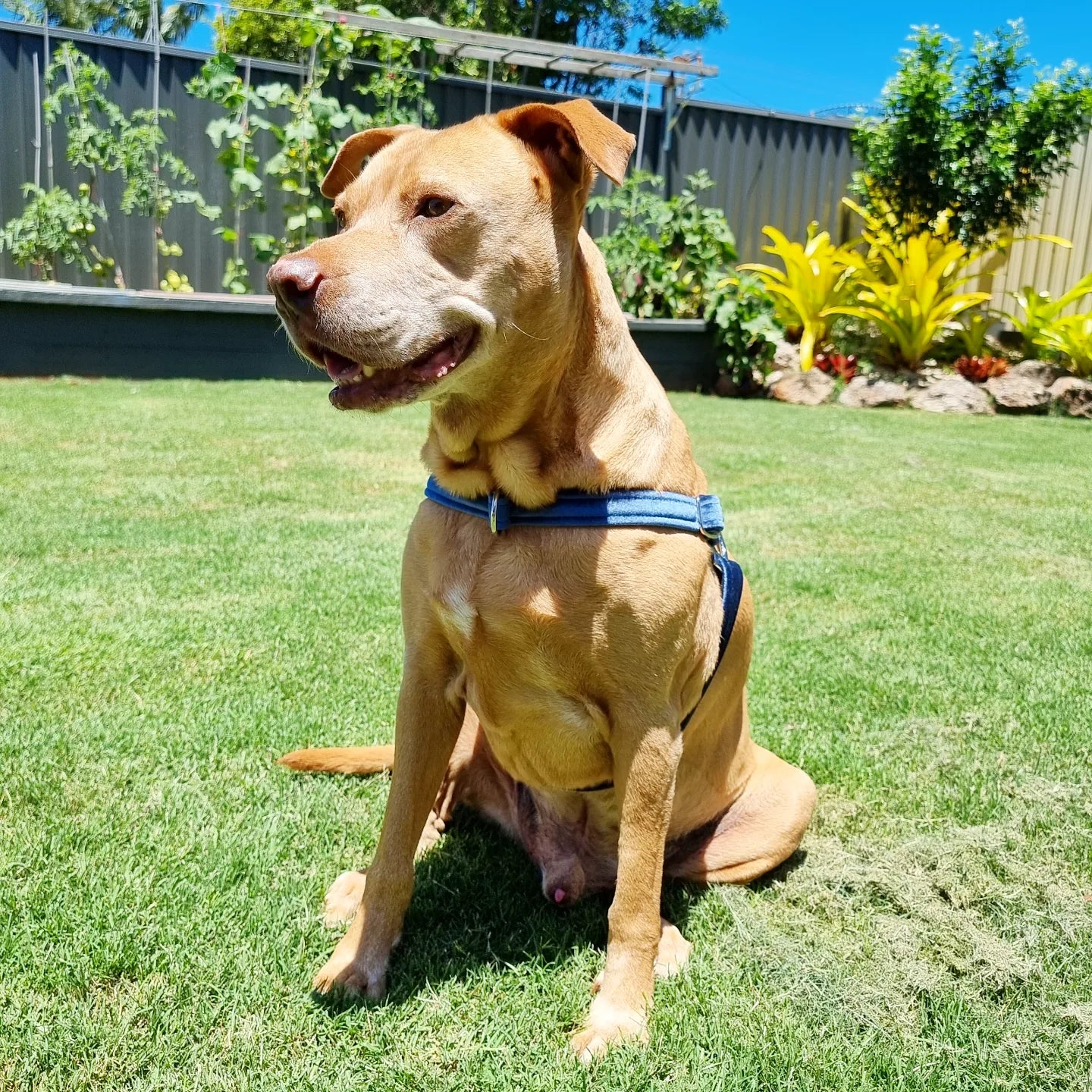 Blue Luxury Velvet Harness – Arctic Mist